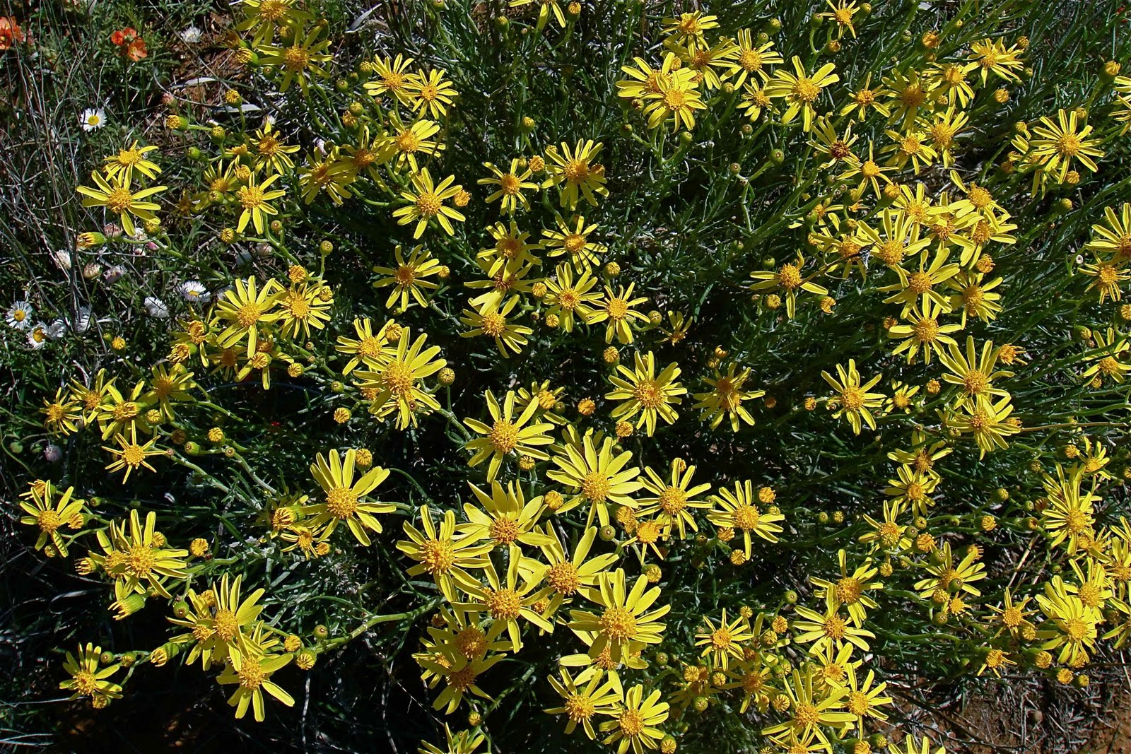 Poetry Of Spirit And Light: Yerba Cana