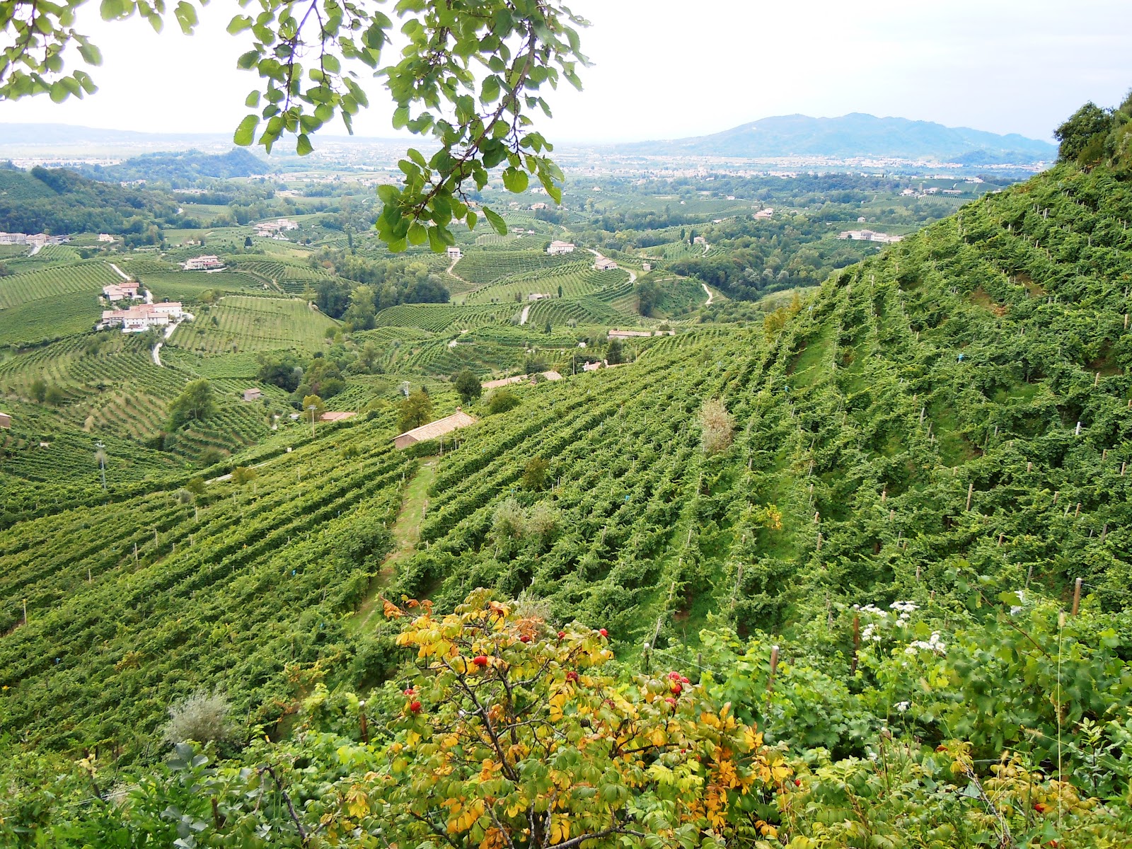 Wine Knows Fine Wine And Gourmet Food Journeys For The Discerning Traveler A Great Buy Prosecco