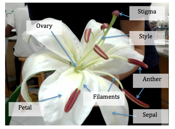 Michelle's Biology (:: Lily Dissection