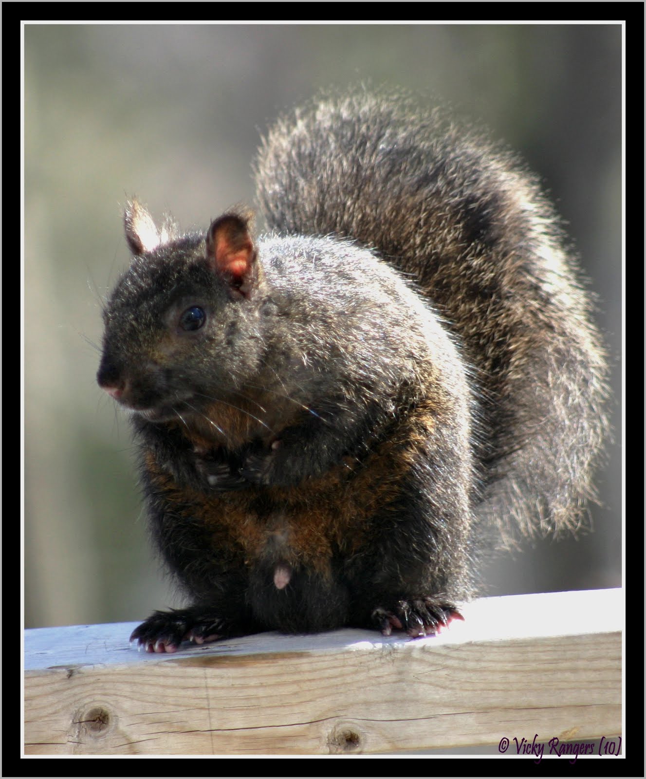 La faune et la flore du Québec en photos: Écureuils, Sciurus