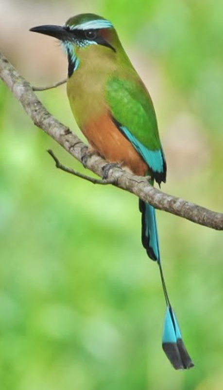 Bellas Aves de El Salvador: Eumomota superciliosa (guardabarranco ...
