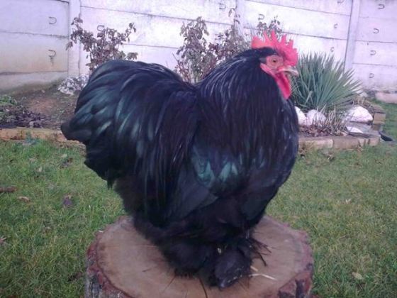 Gaini de Rasa - Calin 0727.741.705: COCHINCHINA NEGRU PITIC