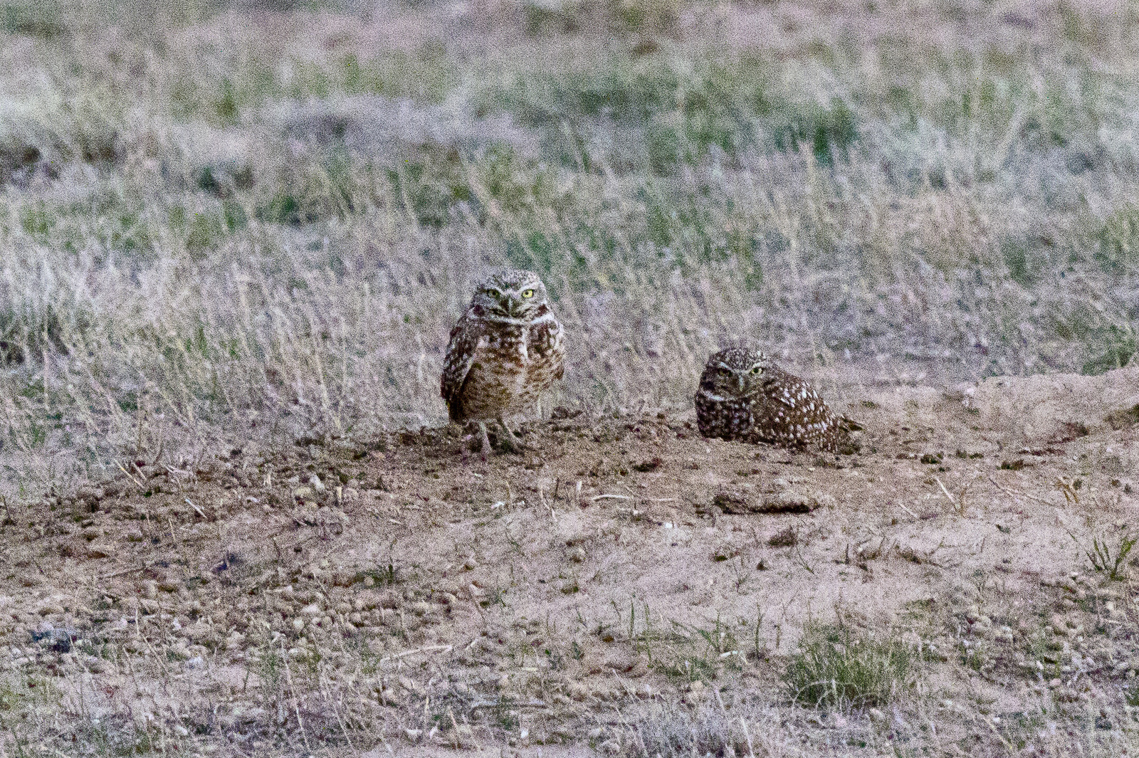 Just Our Nature: Pawnee National Grassland