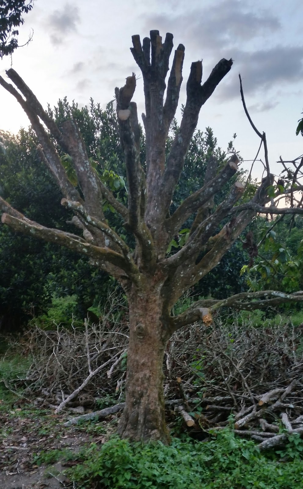 Warisan Petani: Pemangkasan Pokok Buah-buahan 1