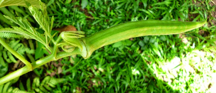 Ladies Fingers -Bandakka | SL Flora