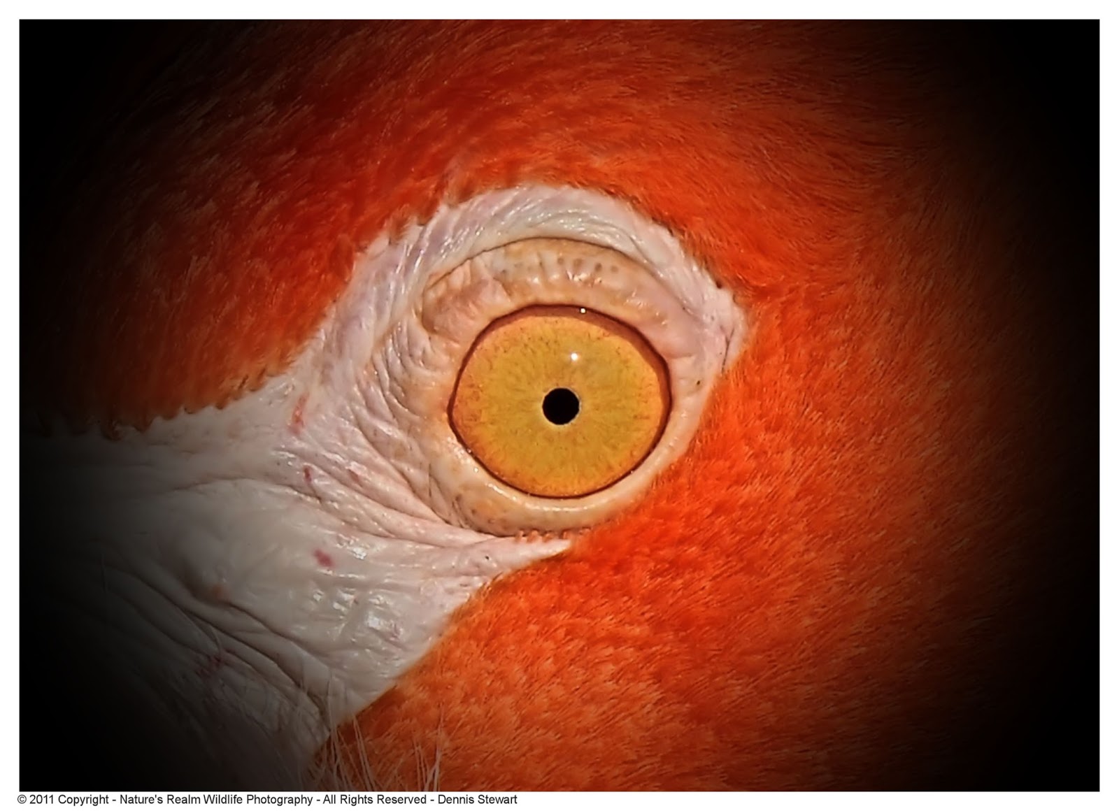 Nature's Realm Wildlife Photography: Hey You There!