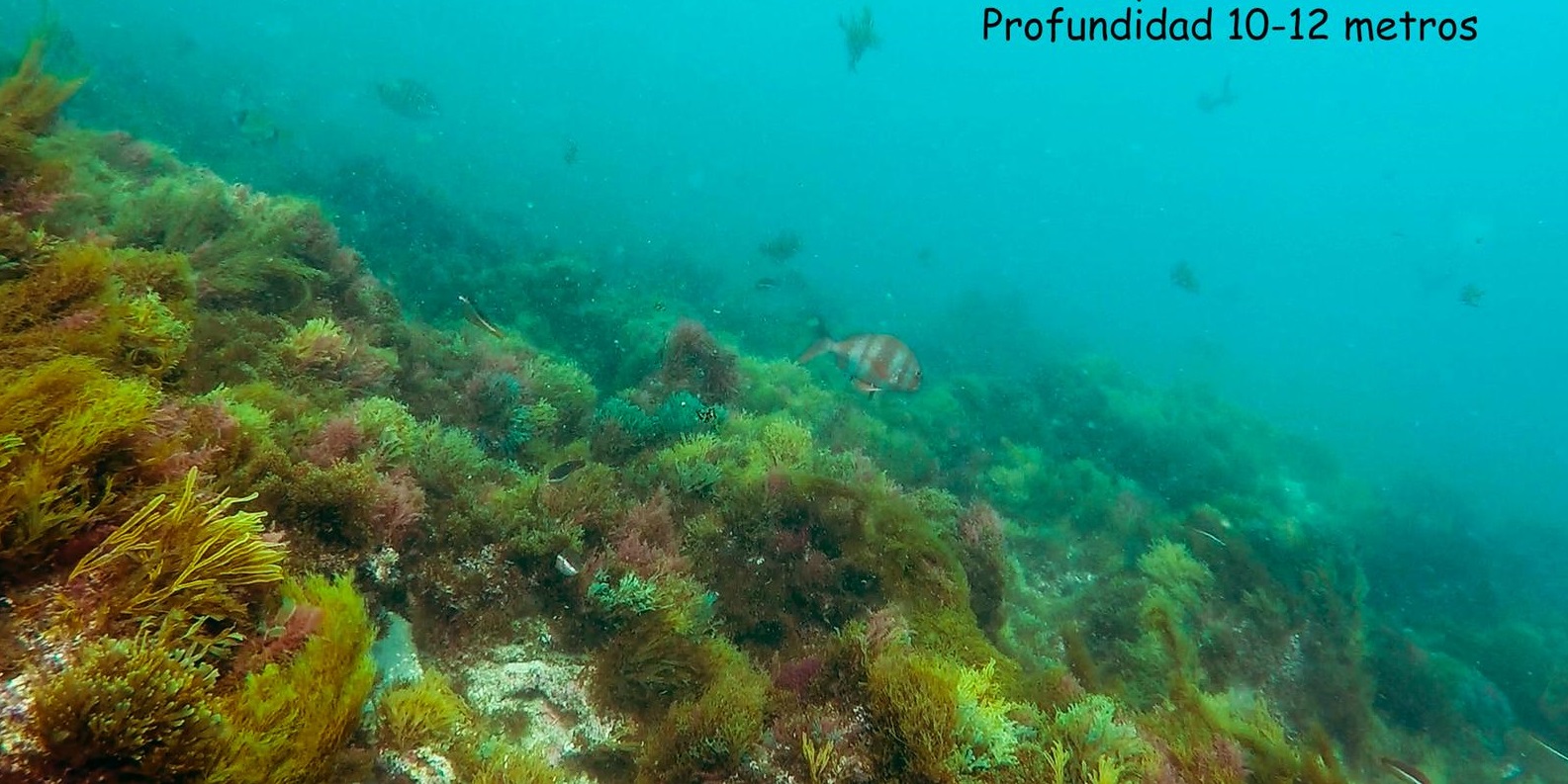 PROYECTO ALGAS: EL ALGA INVASORA LLEGA A TRAFALGAR