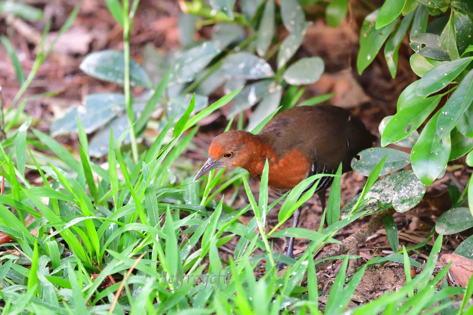 我的生態攝影集: 灰腳秧雞, 白喉斑秧雞, Slaty-legged Crake, Banded Crake, Rallina ...
