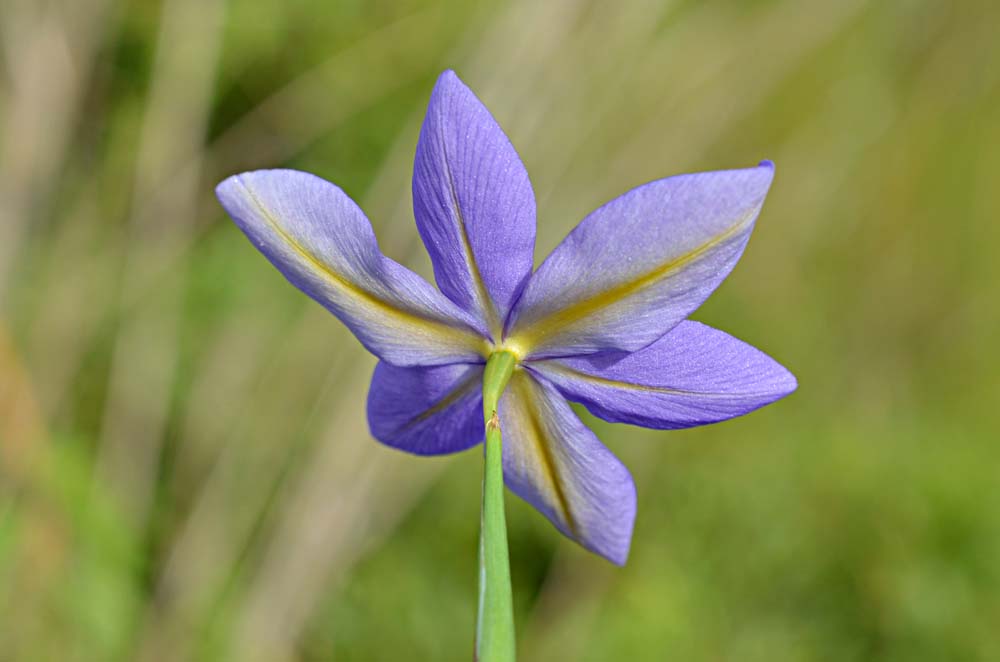 Space Coast Wildflowers: Tosohatchee Carphephorus and Celestial Lily ...