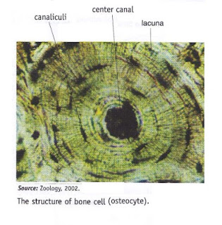 Types OF Skeletal Tissue - New Science Biology