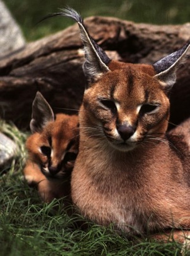 CARACAL CAT photos - wallpapers (ανανεωμένο) | the fun bank