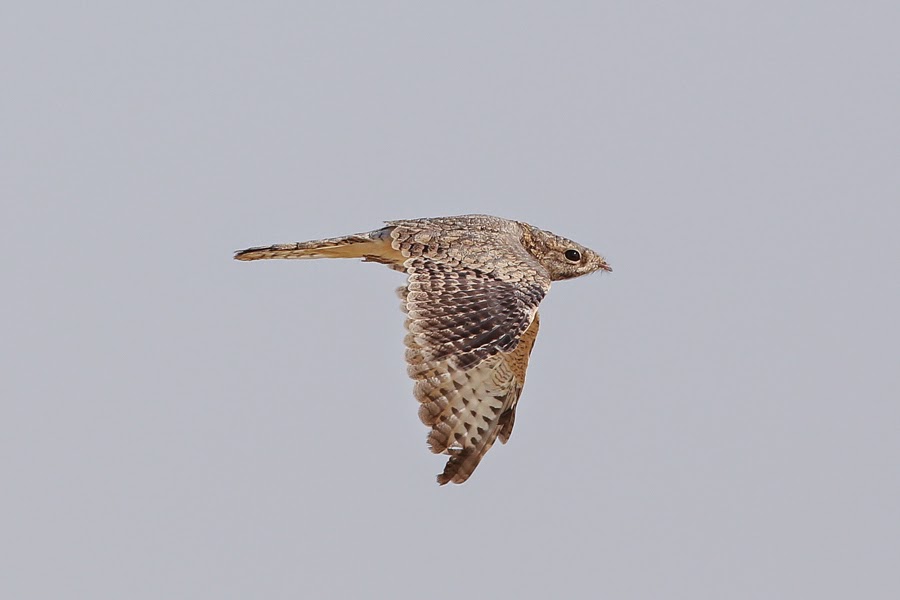 Birds of Saudi Arabia: Still plenty of Egyptian Nightjars - Sabkhat Al Fasl