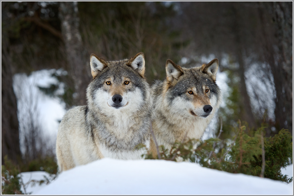 TOM DYRING WILDPHOTO / NN: KONTROLLERTE GAUPER