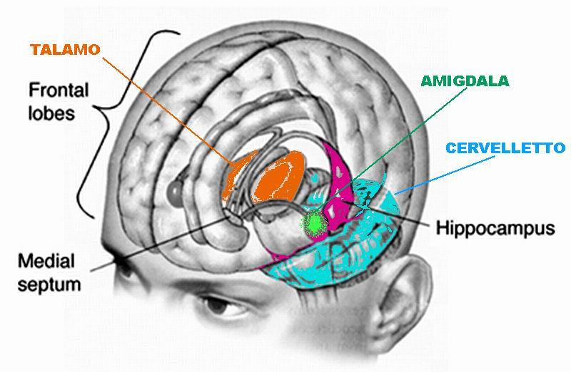 Portafolio: Trastornos de la Cognición y la emoción