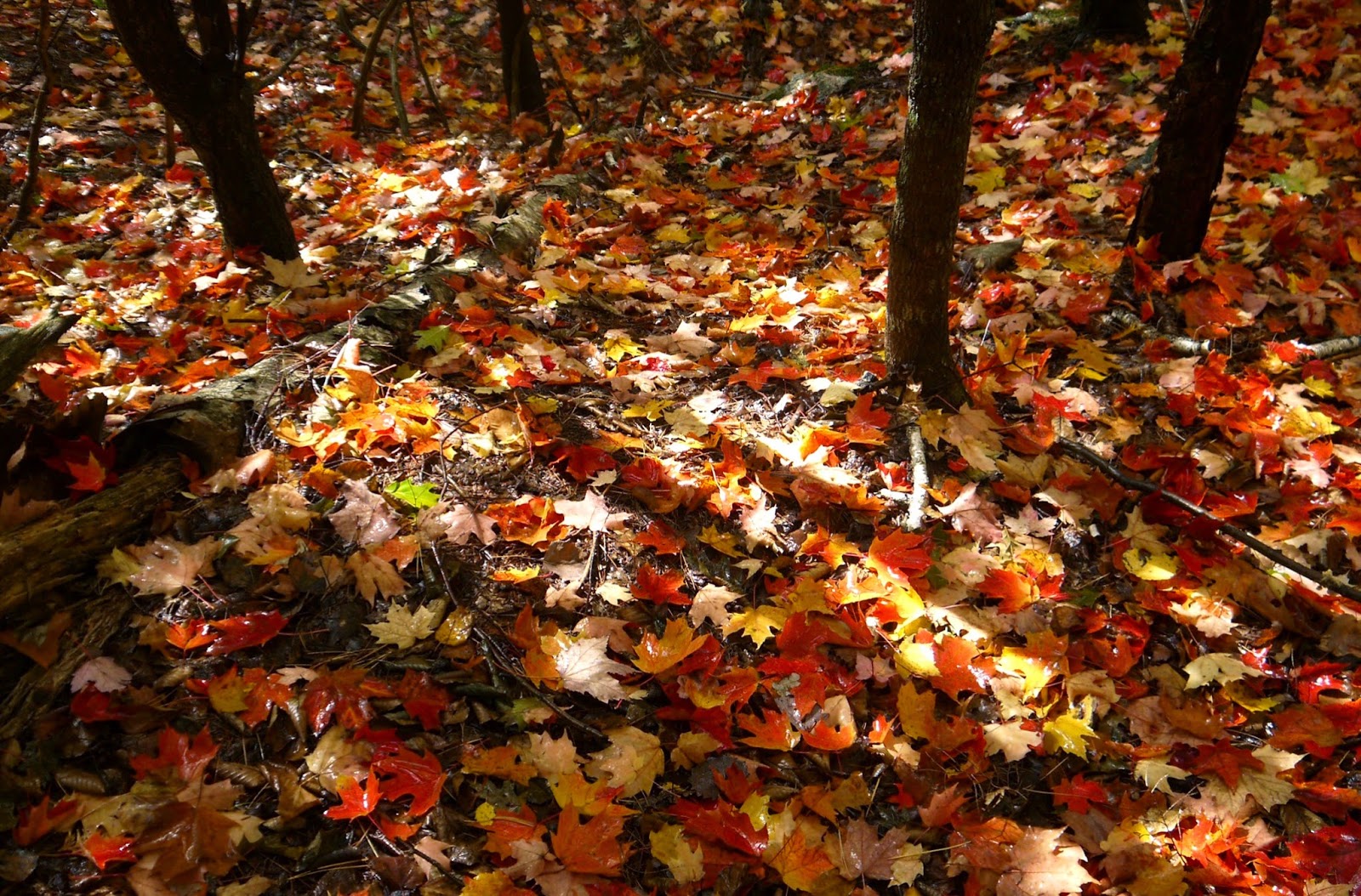 Sense and Simplicity: Fun Fall Leaf Art