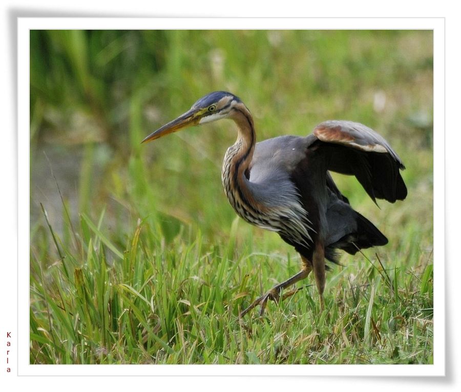 NATUURLIJK NEDERLAND: PURPER REIGER, POLDERS NEXT TOPMODEL