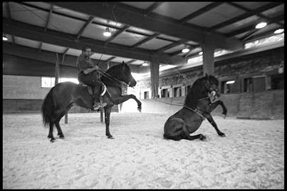 O CABALO DE PURA RAZA GALEGA / THE GALICIAN HORSE BREED / LE CHEVAL DE ...