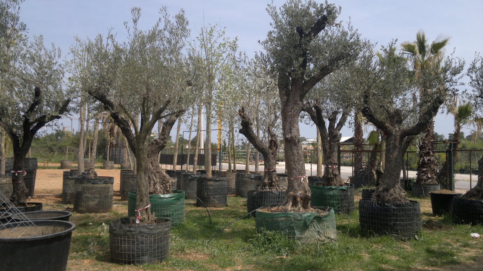 ΦΥΤΩΡΙΑ ΔΕΛΤΑ NURSERIES DELTA TREES LTD: ΜΕΓΑΛΑ ΕΛΑΙΟΔΕΝΤΡΑ - ΕΛΙΕΣ ΣΕ ...