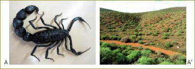 THE VIEW FROM FEZ: Scorpions in Morocco - Update