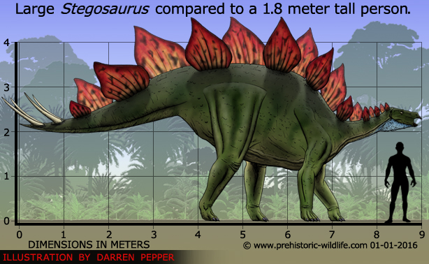 Stegosaurus : Pelat bony dan otak kecil (info dinosaurus) | Lamuk Merah
