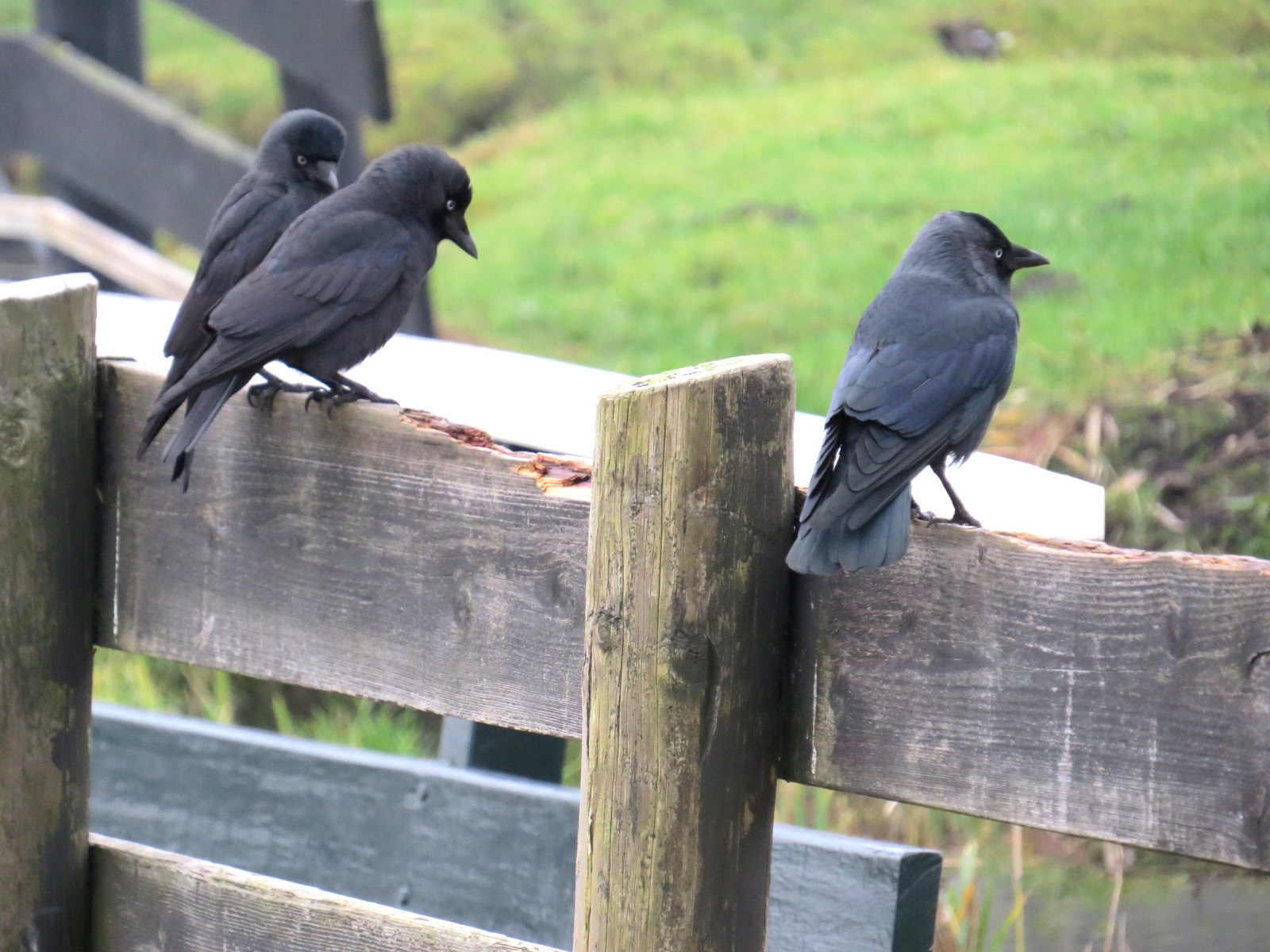 BirdsEyeViews: The Birds of The Netherlands