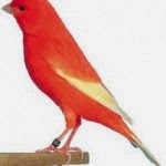 Tips Memelihara dan Membedakan Kenari Merah Asli | Budidaya Burung Kenari