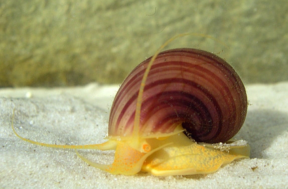 Phylum Mollusca ~ Zoology-NETWORK