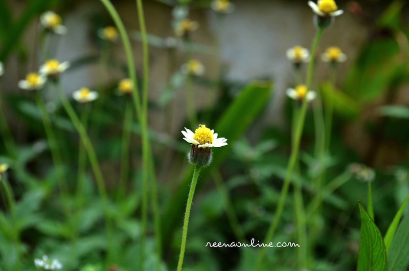 Reena's Online: Fotografi Bunga / Flower Photography #1