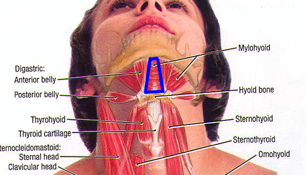MILES TO READ B4 I SLEEP: level 2 a and 2b cervical lymph node CV LN LEVELS