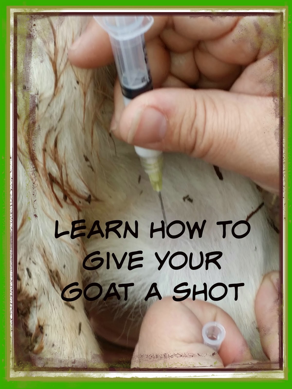 .: Learn How to Give Your Goat a Shot