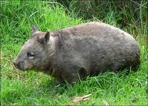 About animals: Wombat