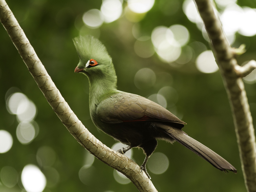 TURACO BIRD photos - wallpapers | the fun bank