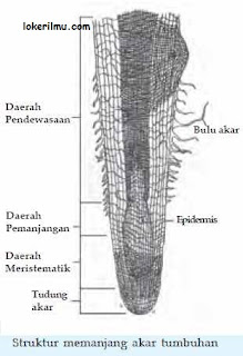 Struktur Akar Beserta Fungsinya dan Macam Macam Jenis Akar Pada ...