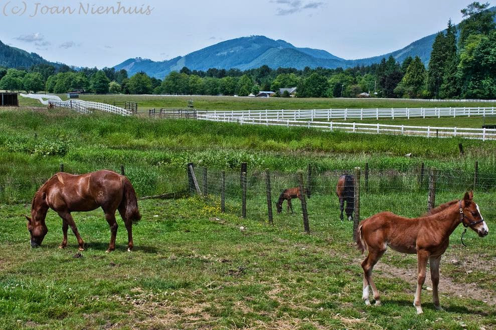 Pacific Northwest Photography: Rhodes River Ranch