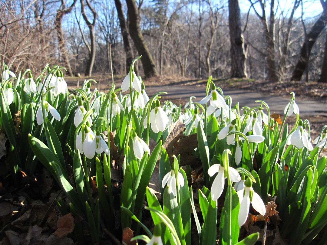 66 Square Feet (Plus): Snowdrops in February