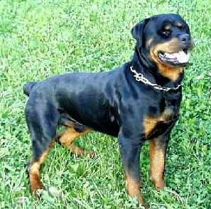 Raza de Perros Grandes y Medianas: Rottweiler