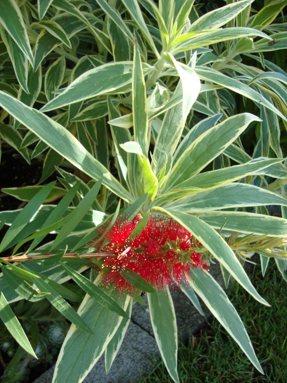 danger garden: Callistemon