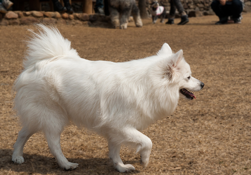 dog side stories: German Spitz Giant ( Γερμανικό Σπιτς μεγάλο )