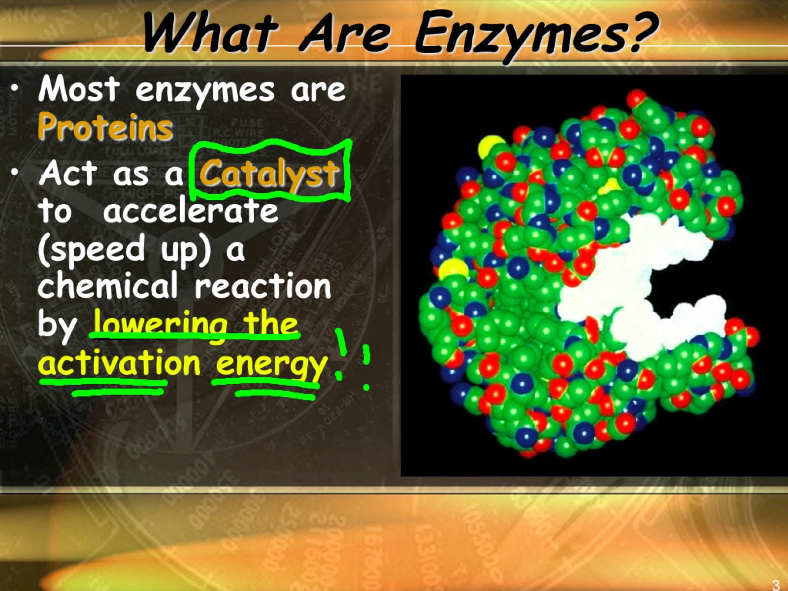 EC Honors Biology: Introduction to Enzymes