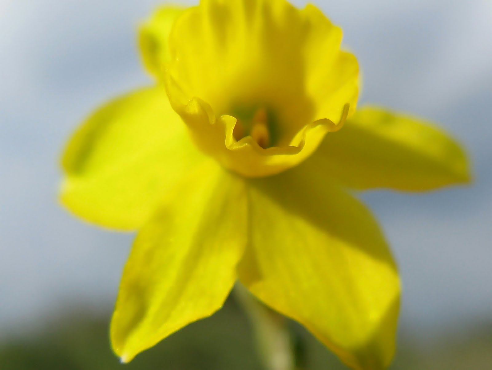 Mineral Vegetal: Narciso amarillo