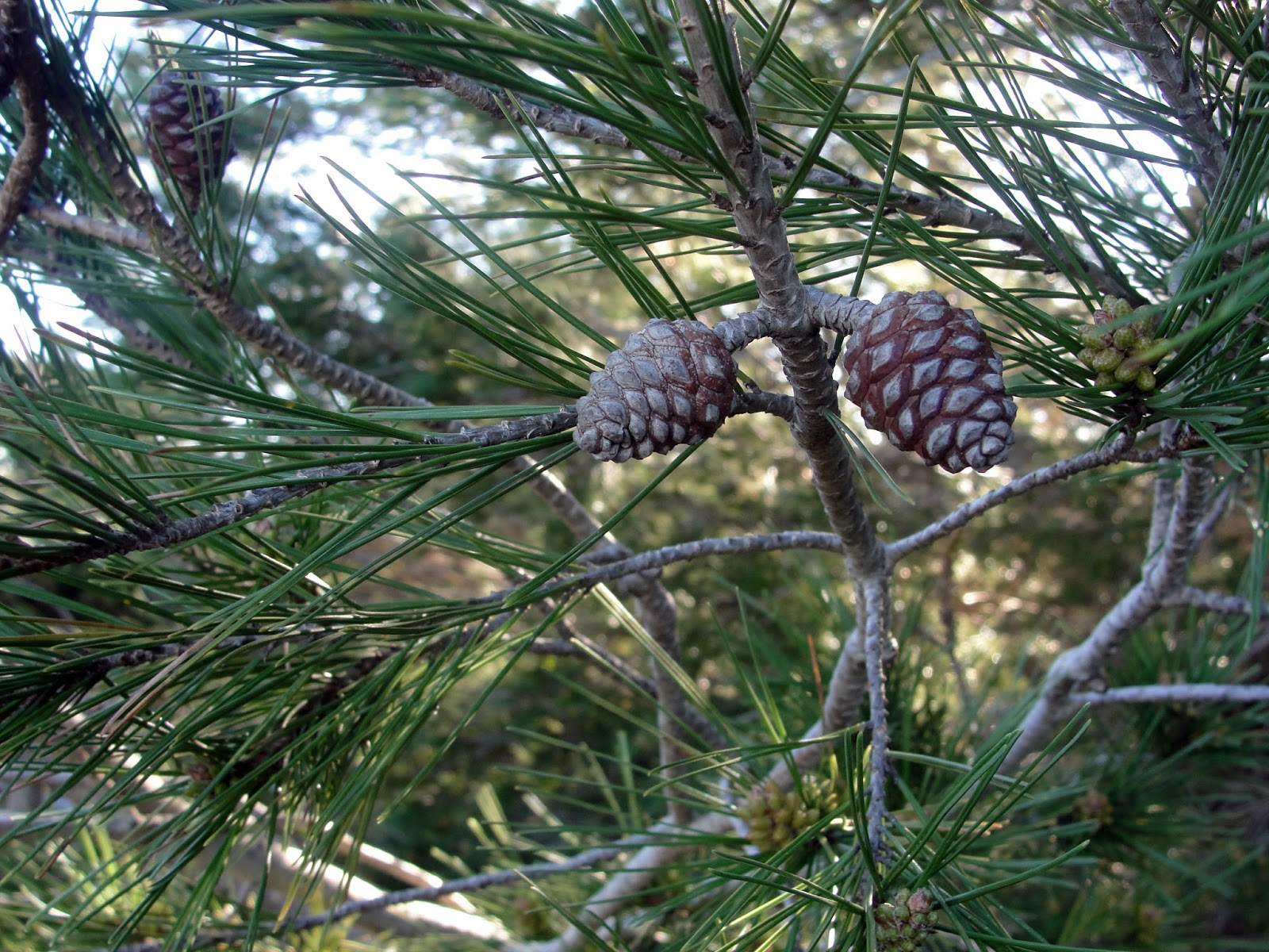 imatges de menorca: PI BLANC (Pinus halepensis Miller) MENORCA