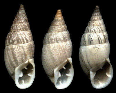 Moluscos terrestres de Argentina: Spixia obesa {Weyrauch W. K.}