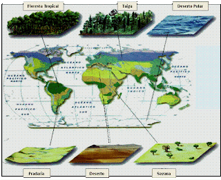 GEOGRAFIA: 6º ano - Mapa de biomas do mundo com fotos conectadas