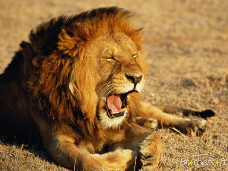 Lions ~ Animals Images