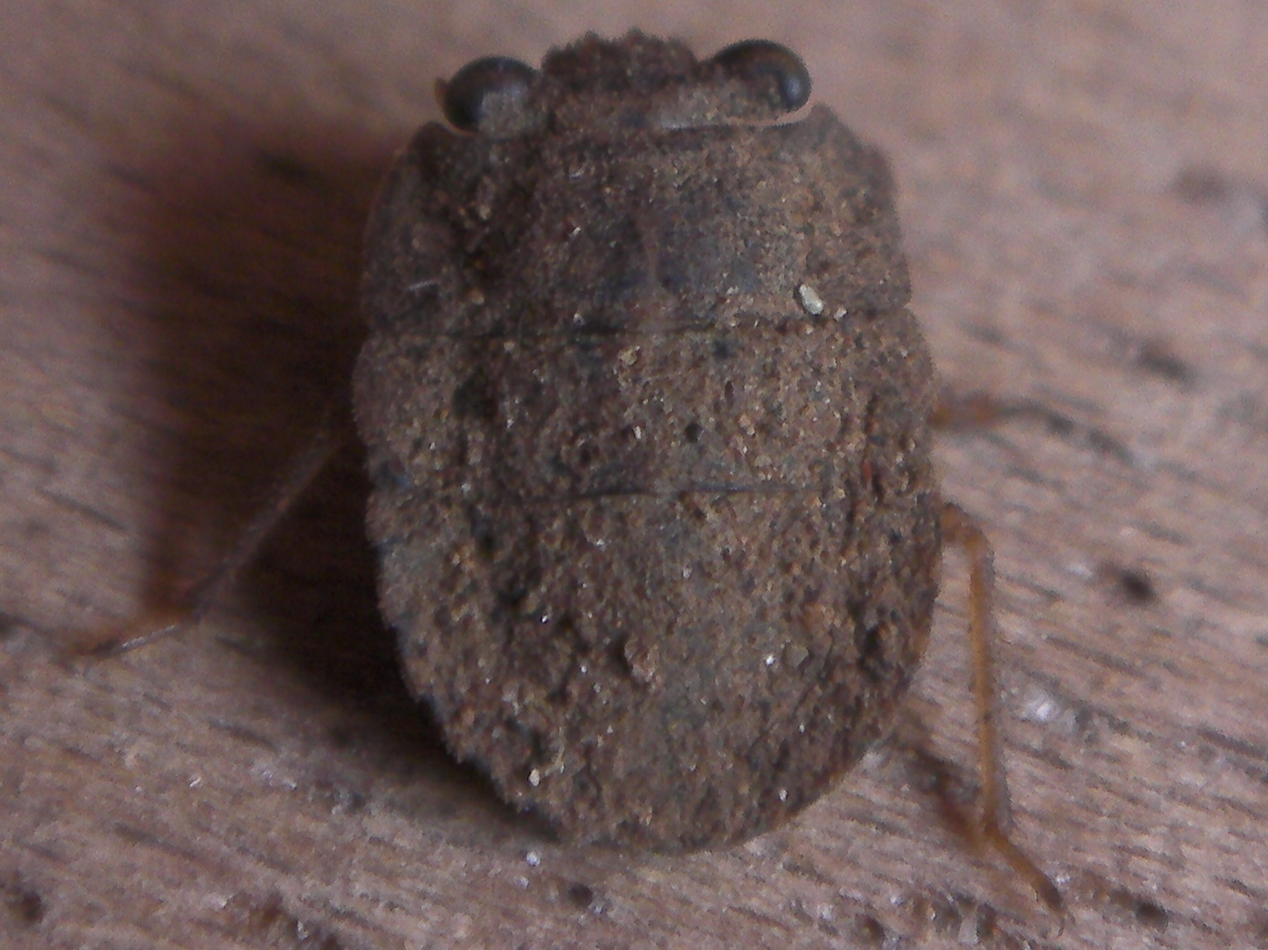 Quaoar Power Zoo: Laughing Toad Bug of Costa Rica