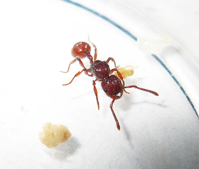 Photos and Info on Ants and Termites of Malaysia: Undocumented Species.