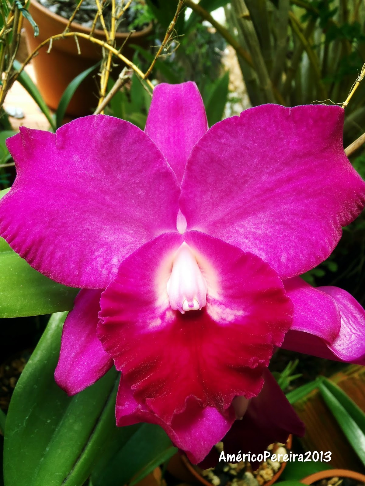 Orquídeas soltas: Mini Cattleya