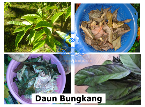 Apakah itu serta kegunaan Daun Bungkang dalam kata Etnik di Sarawak ...