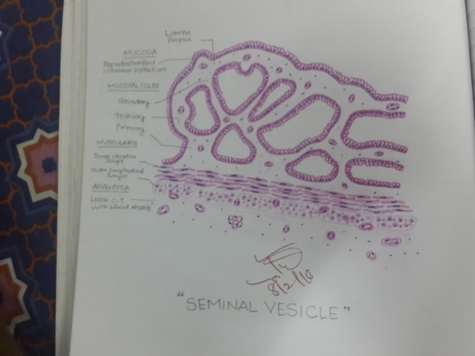 Histology Diagrams for 2nd Year MBBS