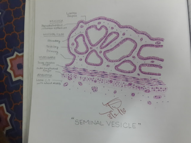 Histology Diagrams for 2nd Year MBBS